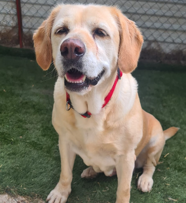 Rescue & Rehome - Dog Charity Cyprus