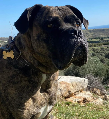 Rescue & Rehome - Dog Charity Cyprus