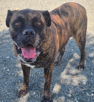 Rescue & Rehome - Dog Charity Cyprus